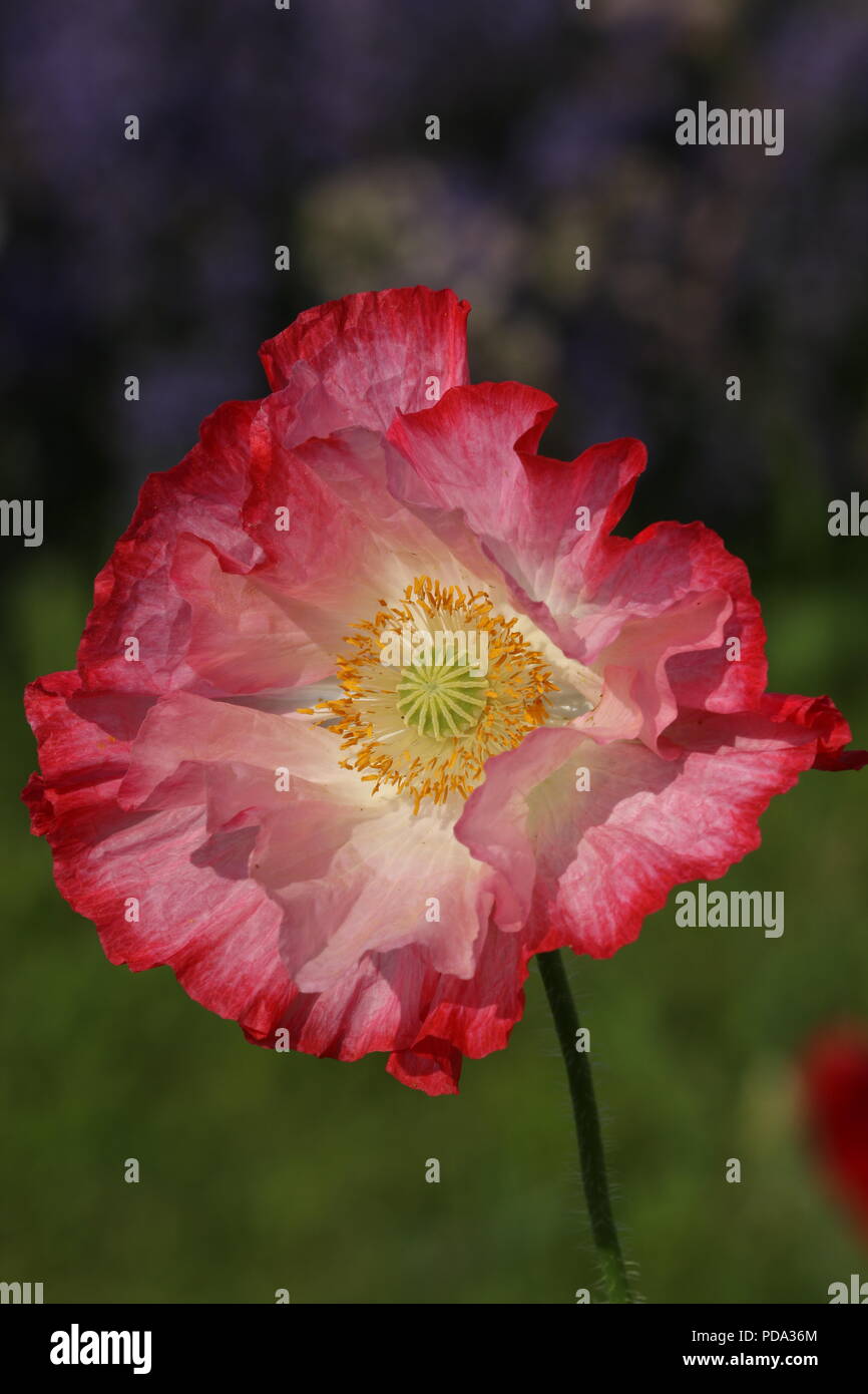 Subtle difference hi-res stock photography and images - Alamy