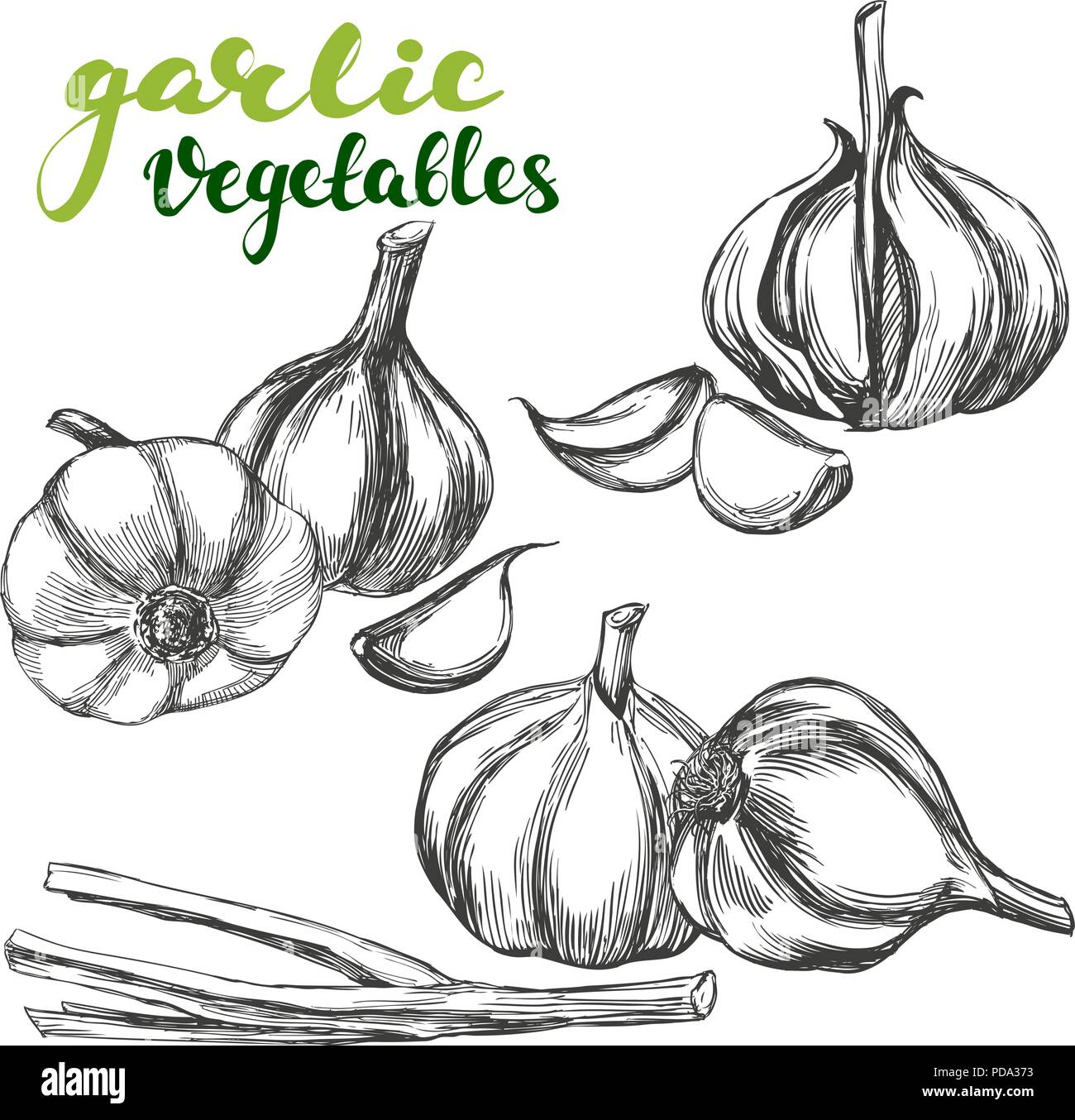garlic vegetable set hand drawn vector illustration realistic sketch ...