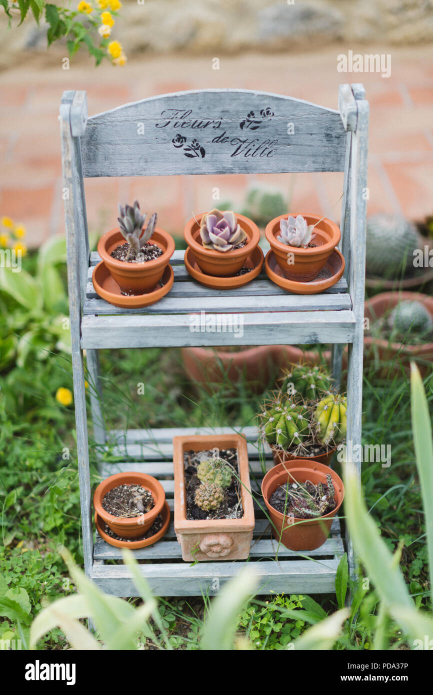 Succulents and cacti on shelves outdoors in an Italian garden Stock ...