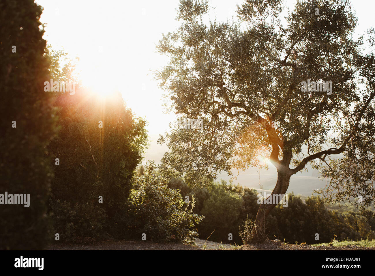 Soft light through tree branches hi-res stock photography and images ...