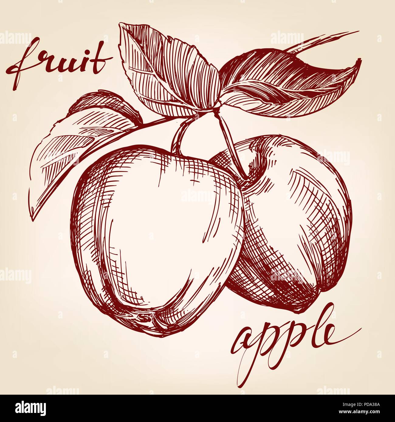 Apples On Apple Tree Branch Fruit Hand Drawn Vector Llustration Sketch Apples On Apple Tree Branch Fruit Hand Drawn Vector Llustration Sketch