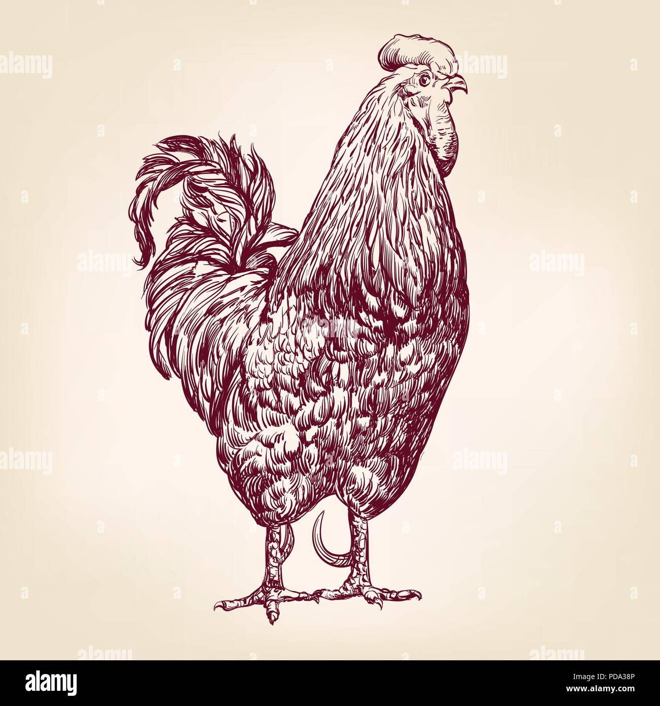 chicken hand drawn vector llustration sketch Stock Vector Image & Art ...