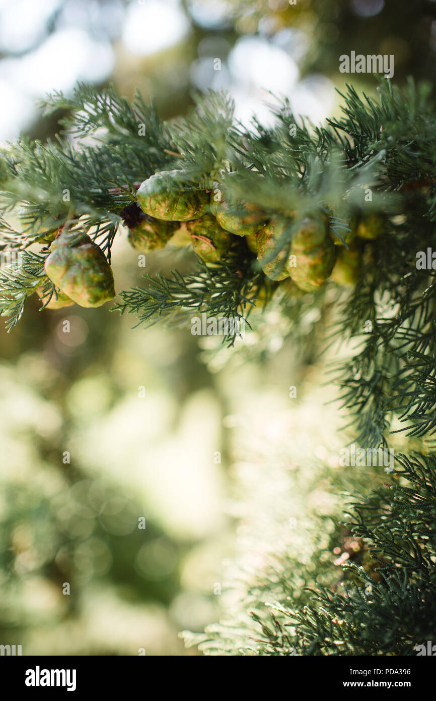 Cones growing in the branches of a tree hi-res stock photography and ...