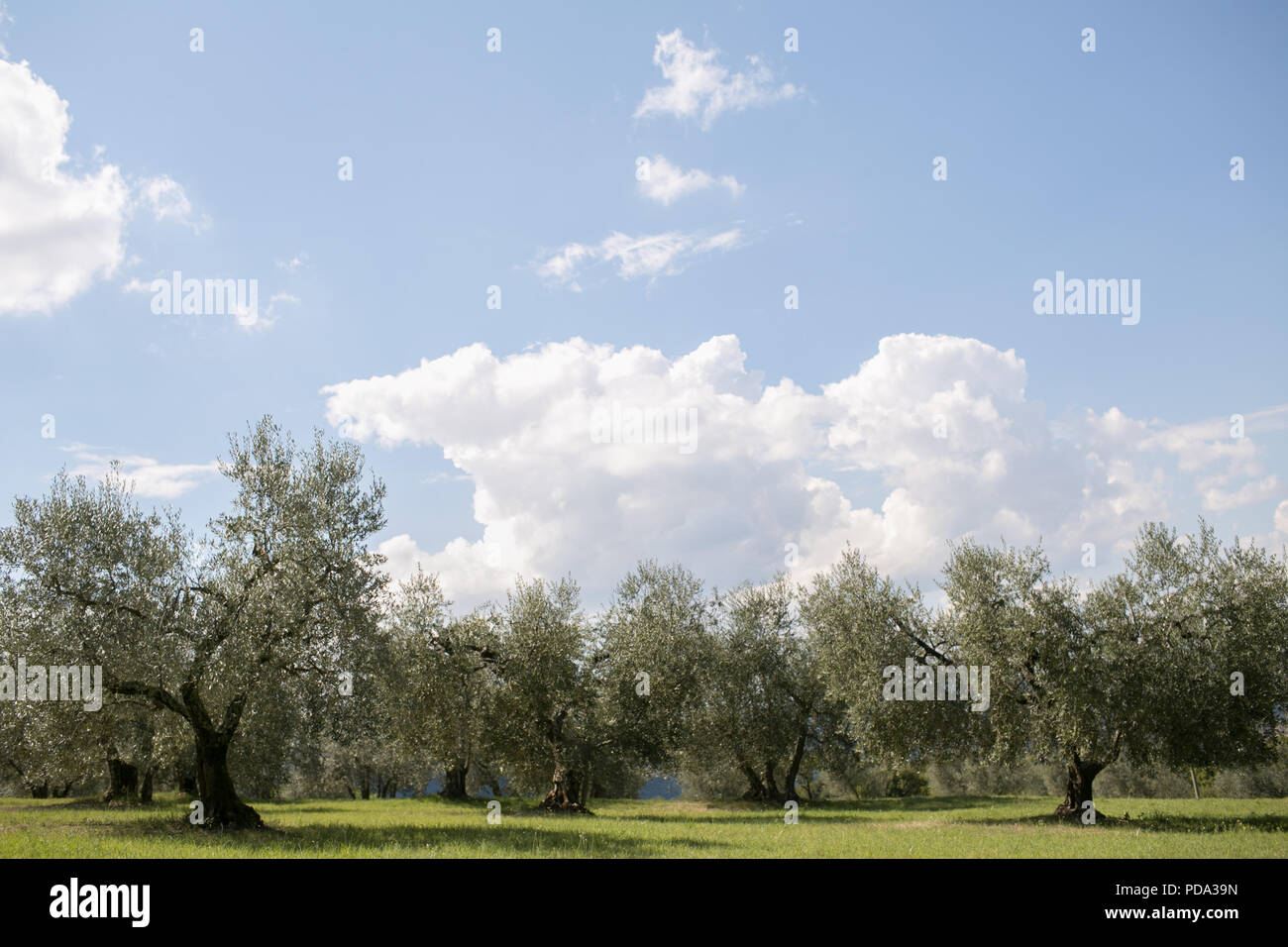 Olive tree landscape puglia italy hi-res stock photography and images ...