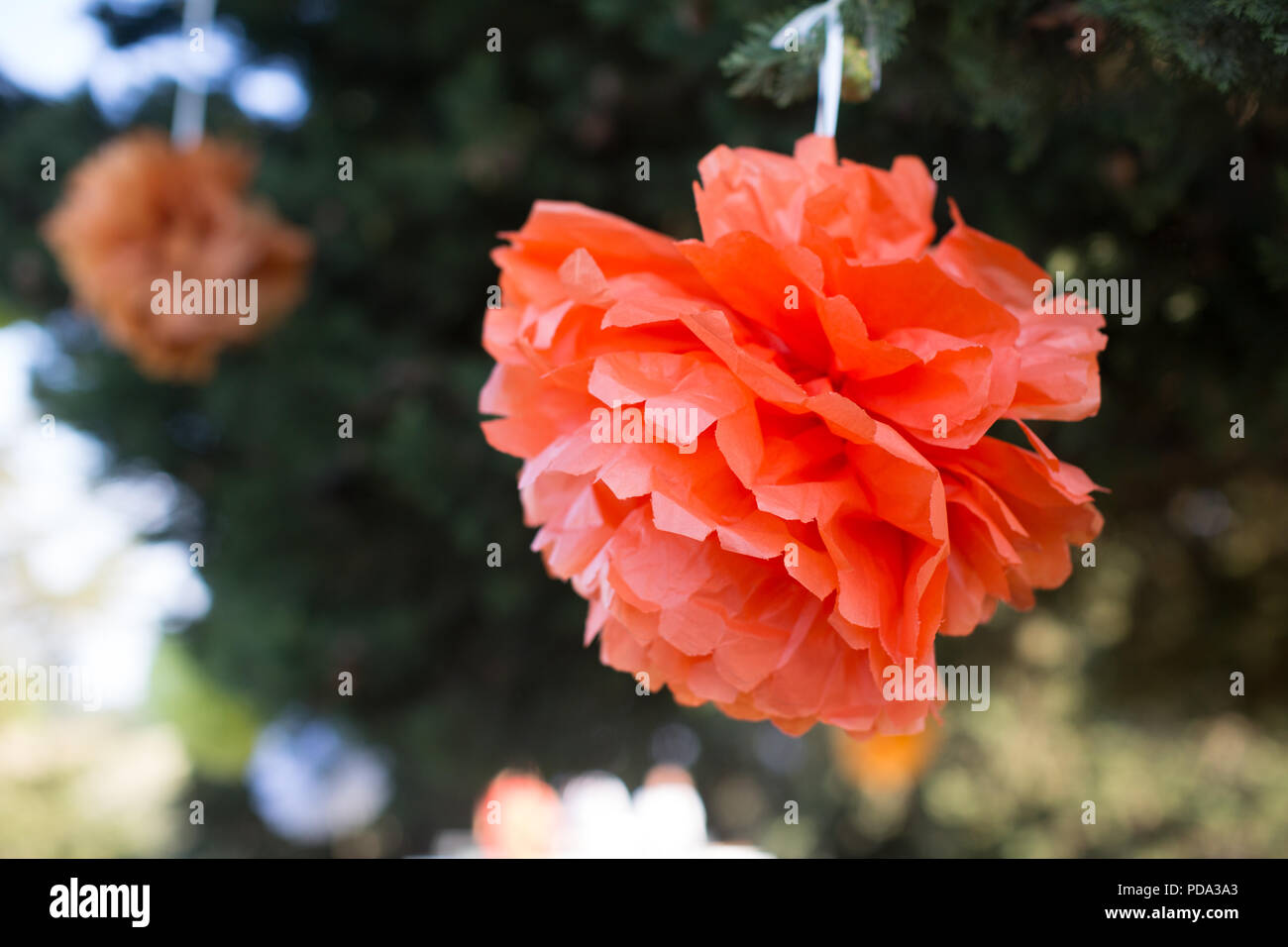 Pom pom flowers hi-res stock photography and images - Alamy