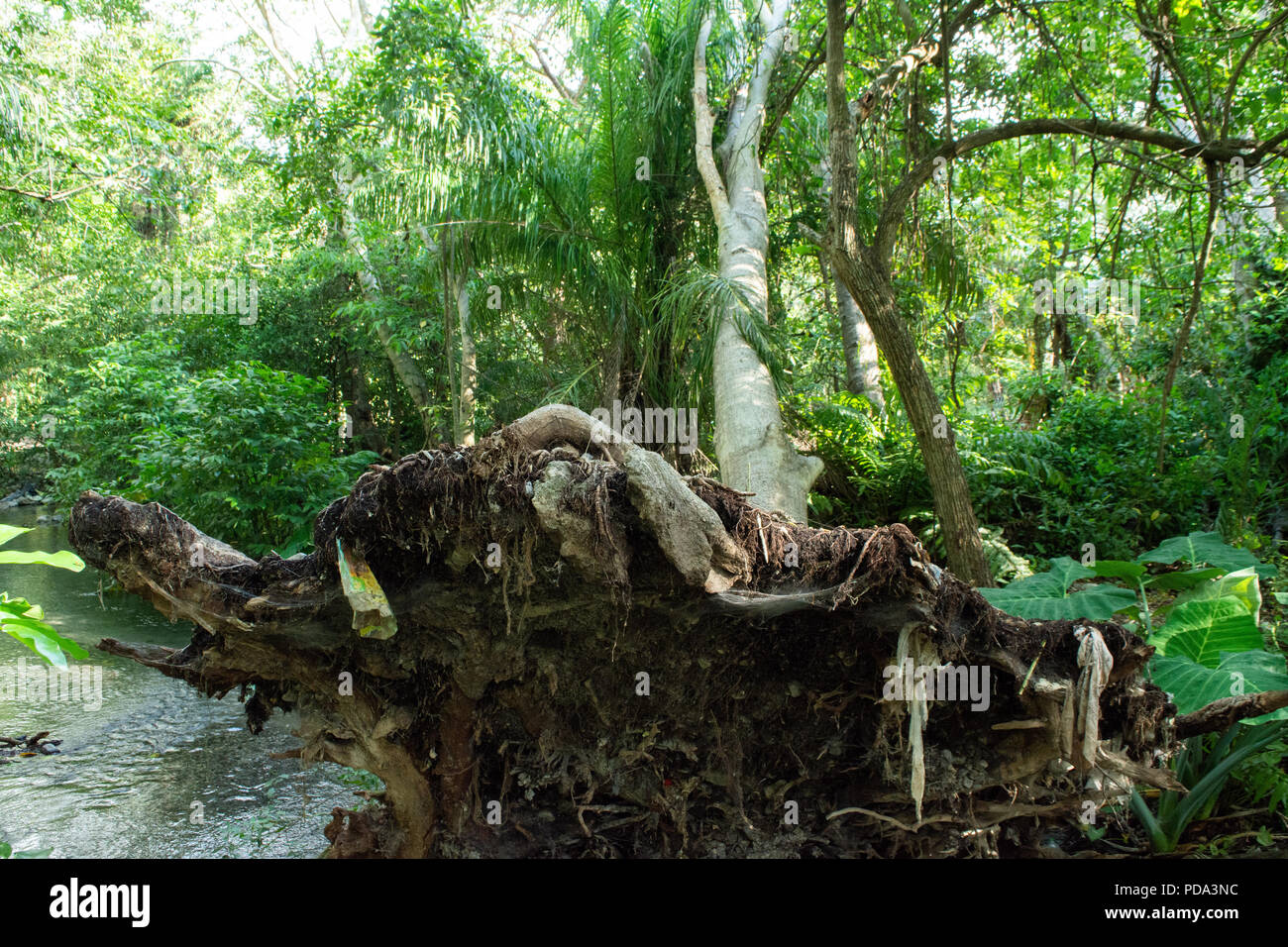 Chical hi-res stock photography and images - Alamy
