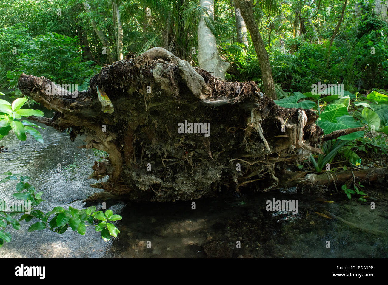 Chical hi-res stock photography and images - Alamy