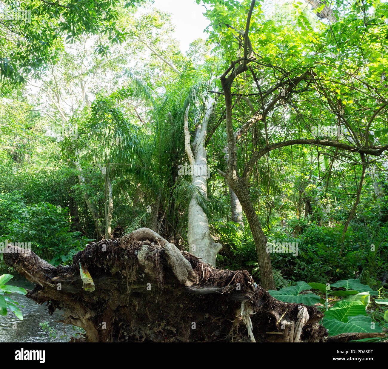 Chical High Resolution Stock Photography and Images - Alamy