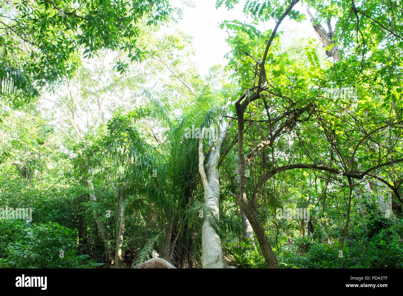 Chical hi-res stock photography and images - Alamy