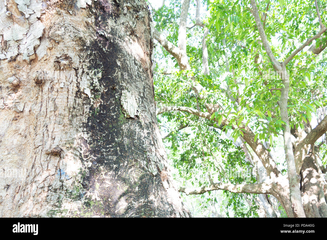 Chical High Resolution Stock Photography and Images - Alamy