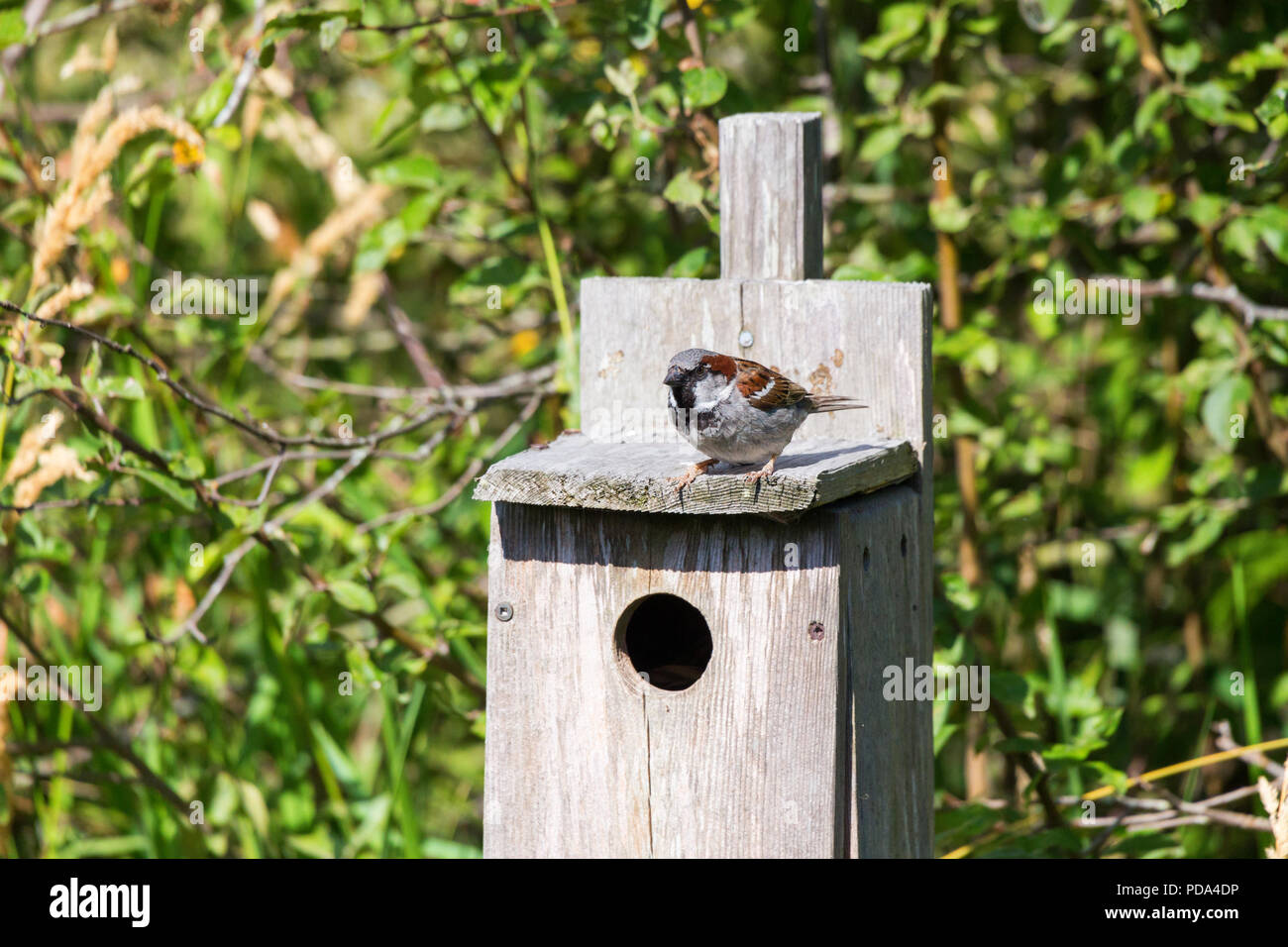 Male House Sparrow at Reifel Bird Sanctuary, Vancouver BC Canada Stock ...