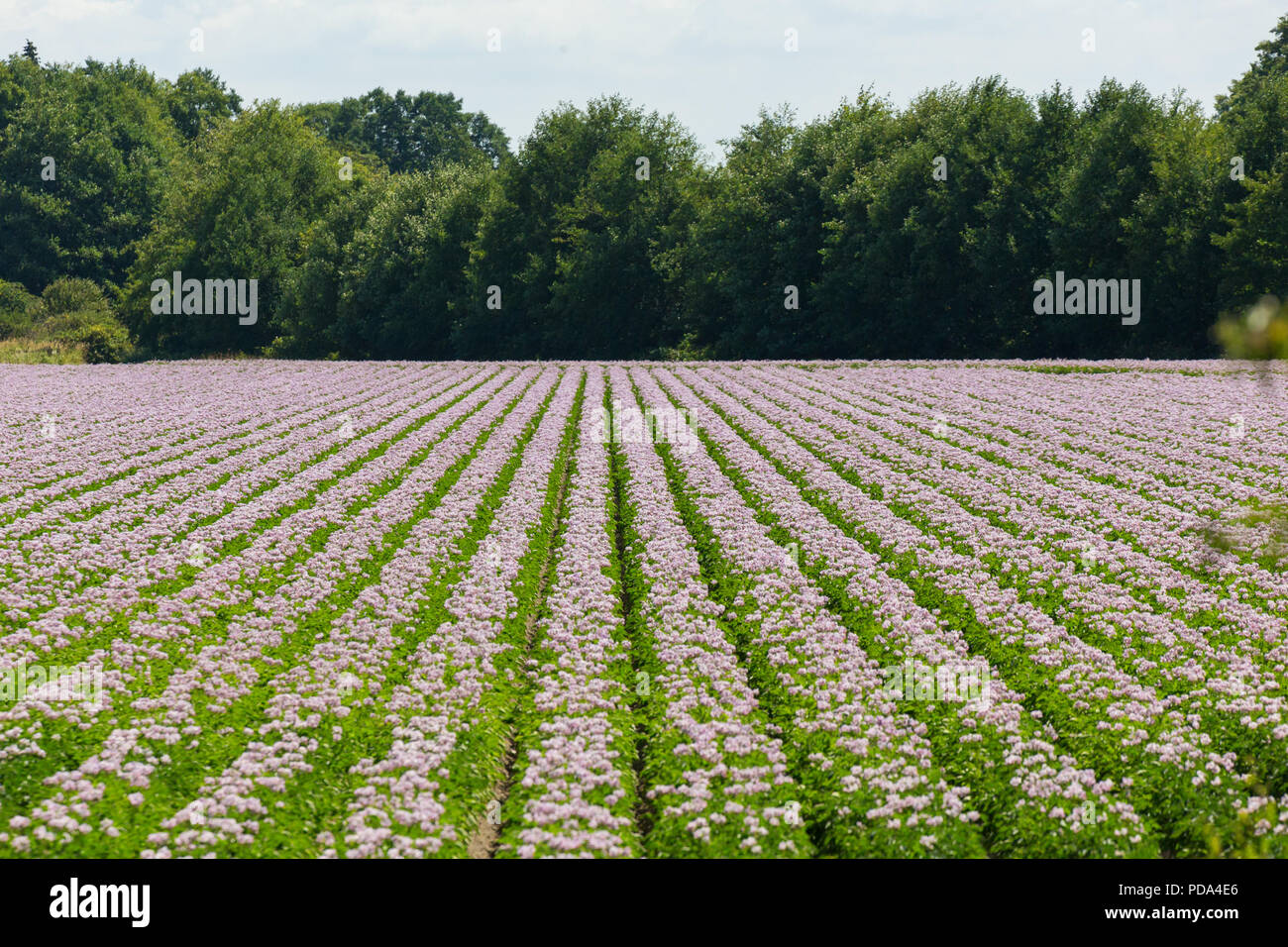 Purple Potato flower field at Vancouver Canada Stock Photo - Alamy