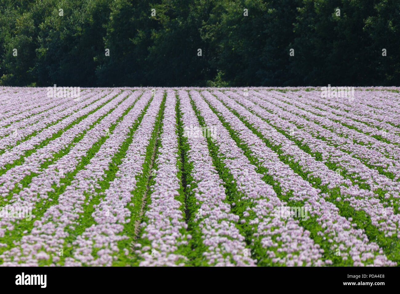 Potato Flower Field