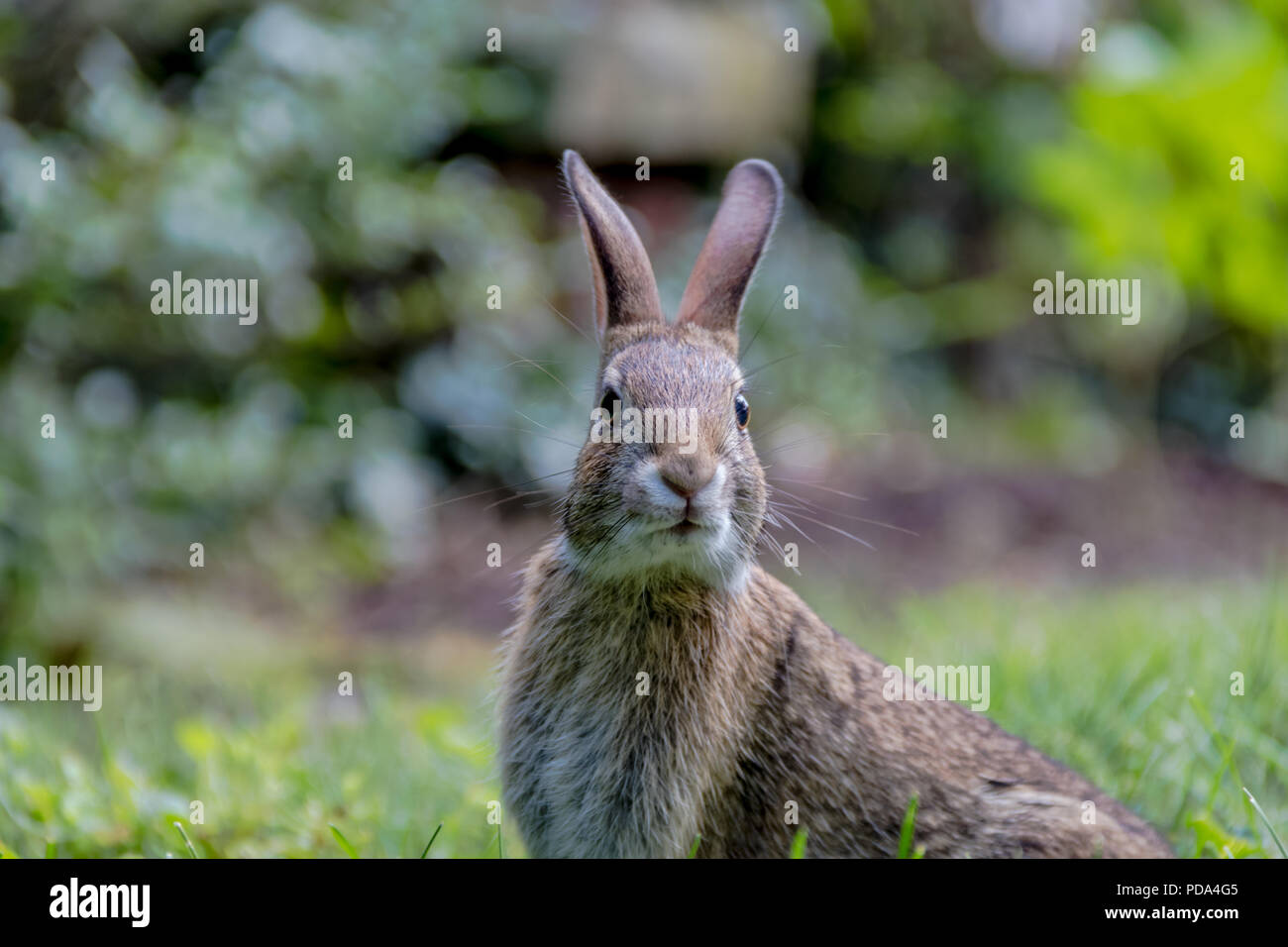 Small young Eastern Cottontail rabbit, Sylvilagus Floridanus, enjoys a ...