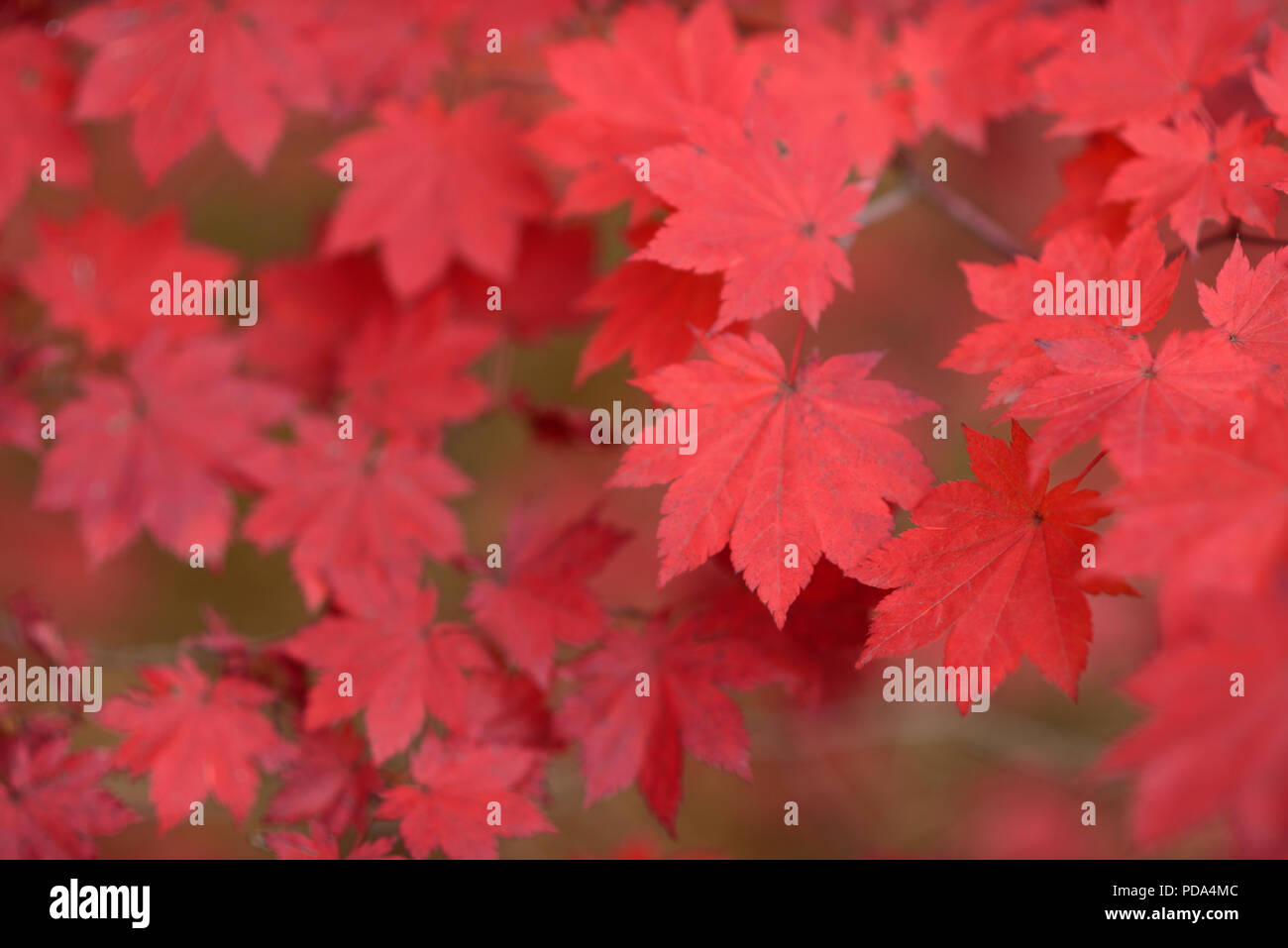 Red maple leaves border at autumn forest, blurred background. Season ...