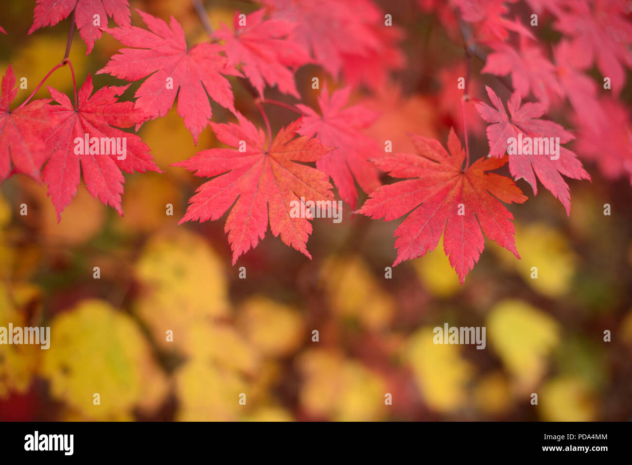 Red maple leaves border at autumn forest, blurred background. Season ...