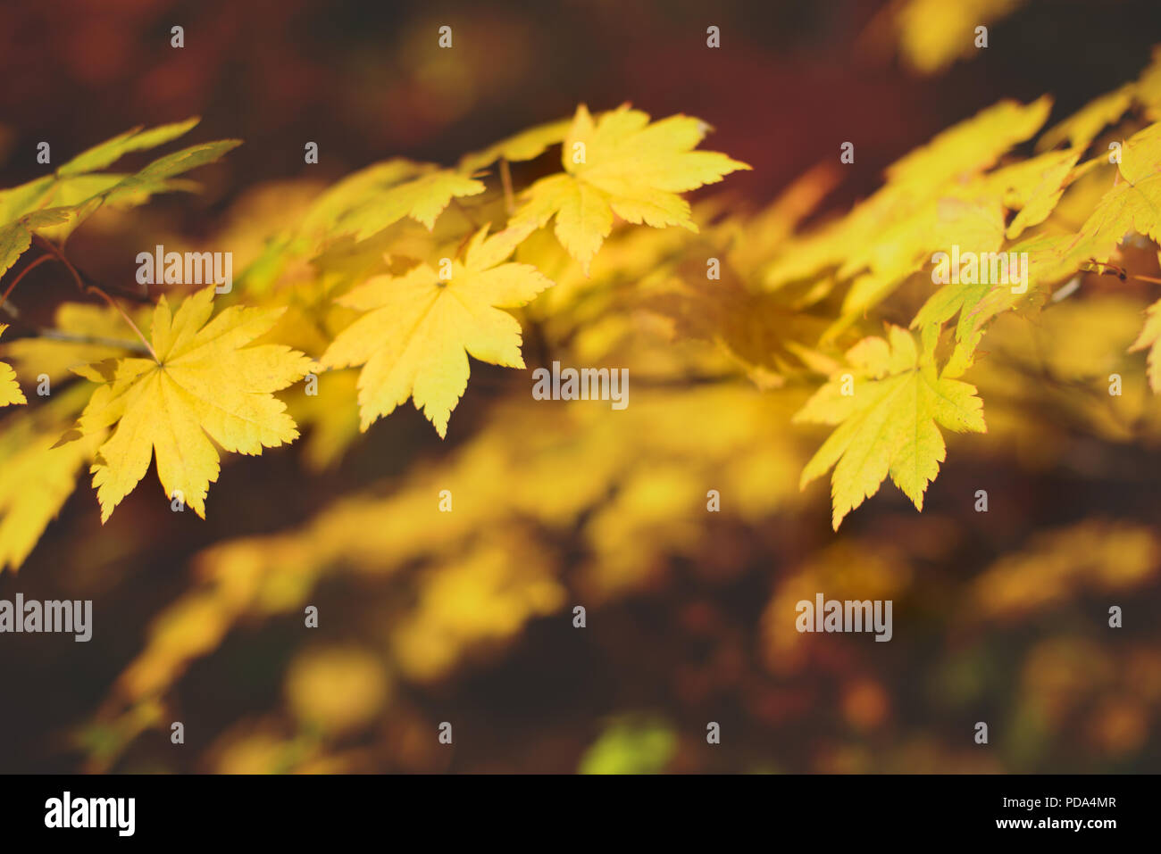 Yellow maple leaves border at autumn forest, blurred background. Season ...