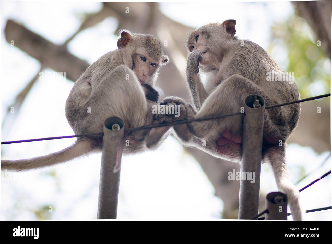 Lopburi Thailand monkeys family sitting together on black wire Stock ...