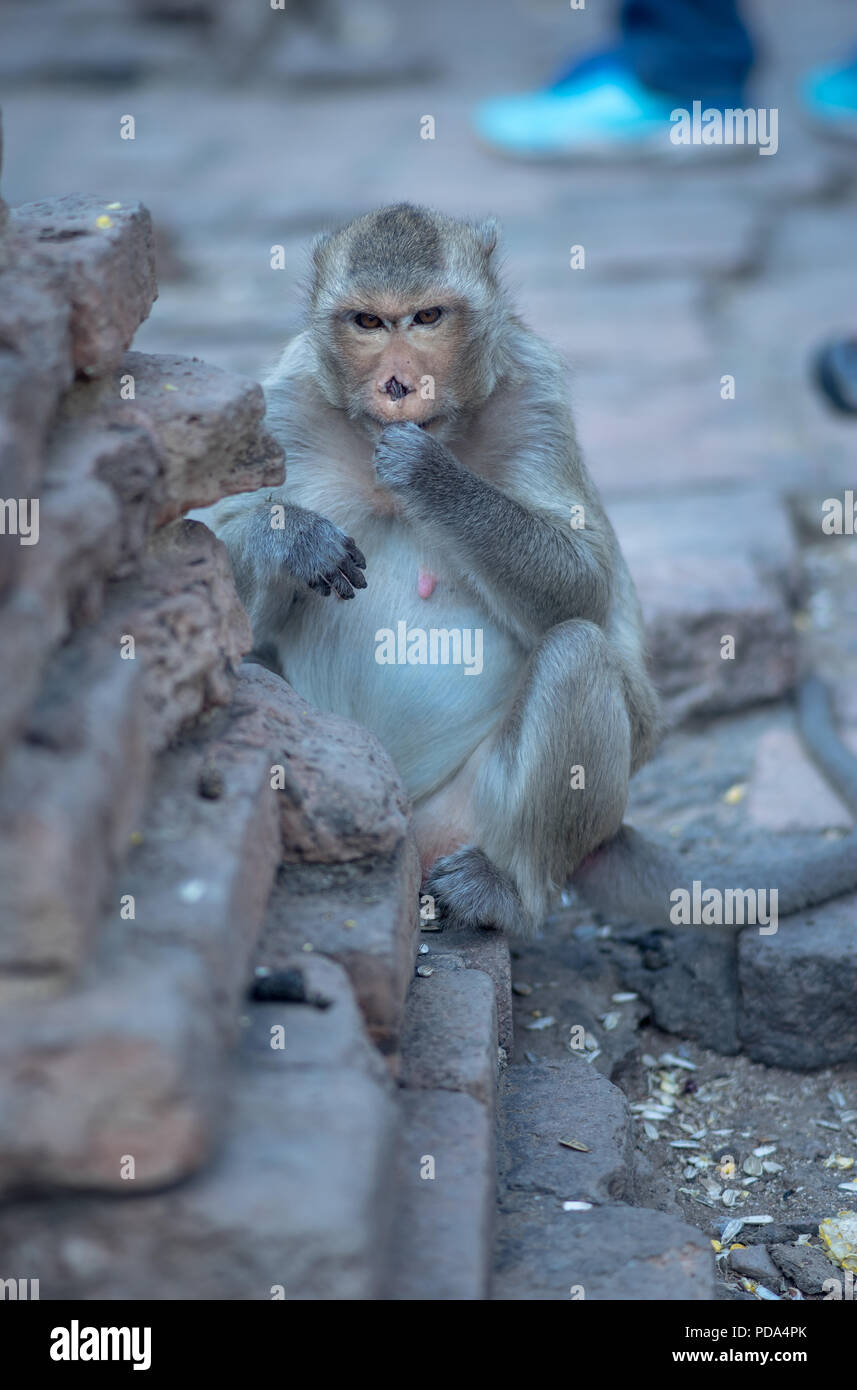 Angry monkey hi-res stock photography and images - Alamy