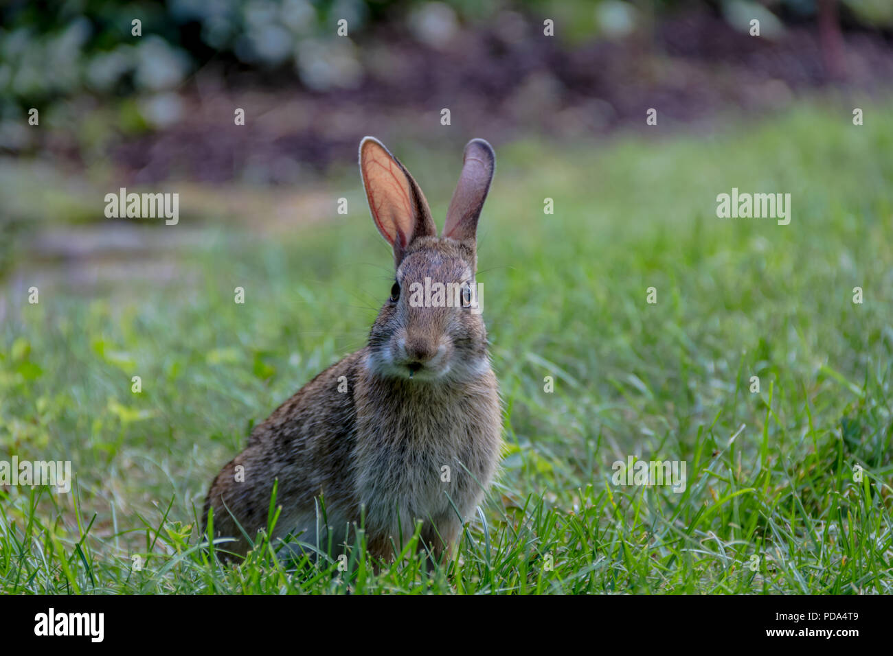 Eastern cottontail on white hi-res stock photography and images - Alamy