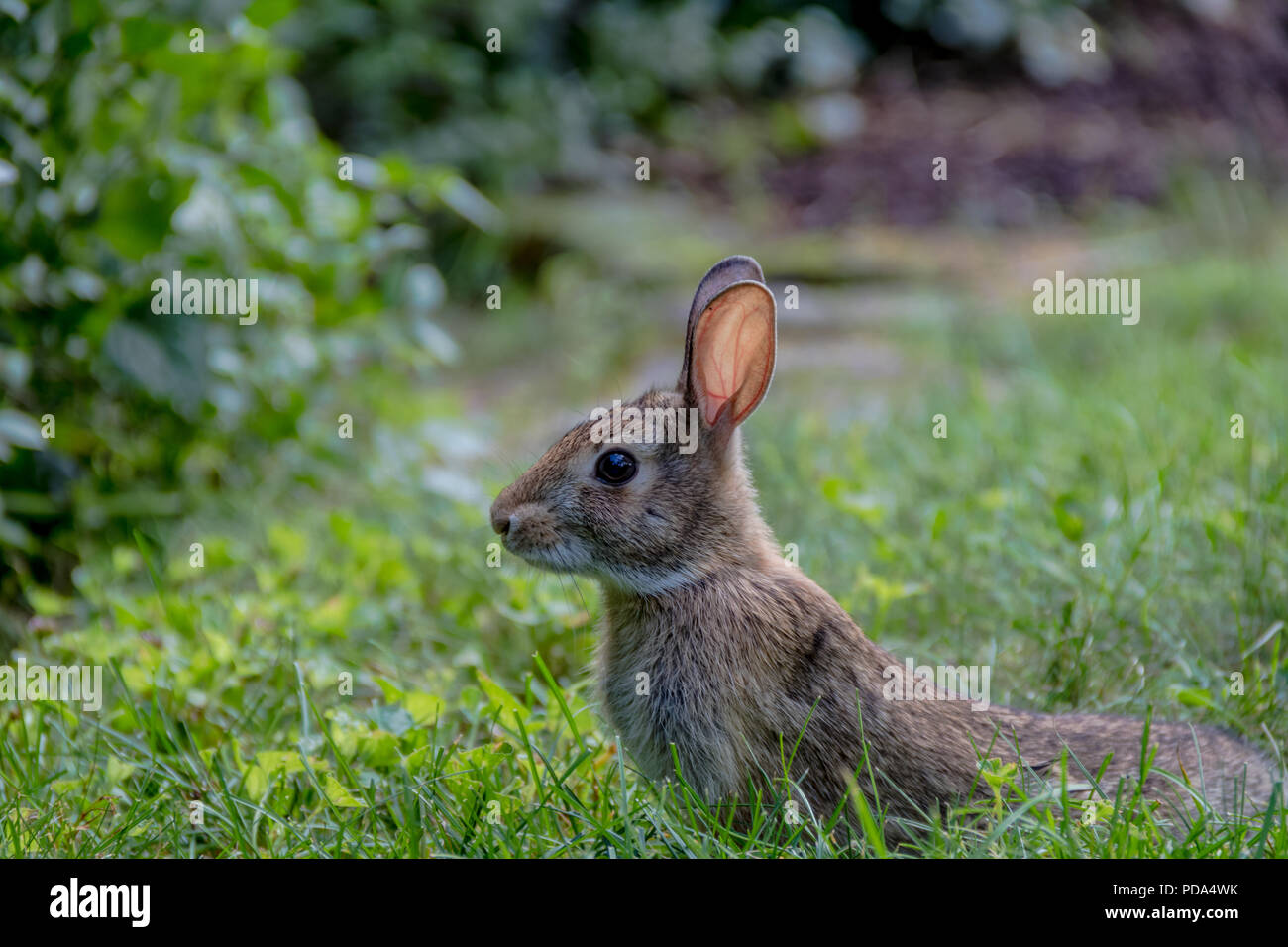 Portrait bunny rabbit in profile hi-res stock photography and images ...