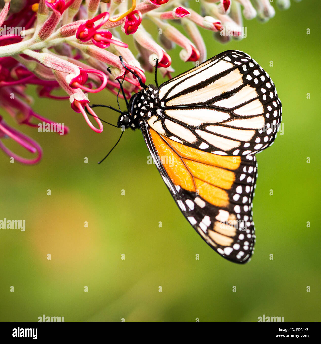 Zebra Winged Butterfly Plant