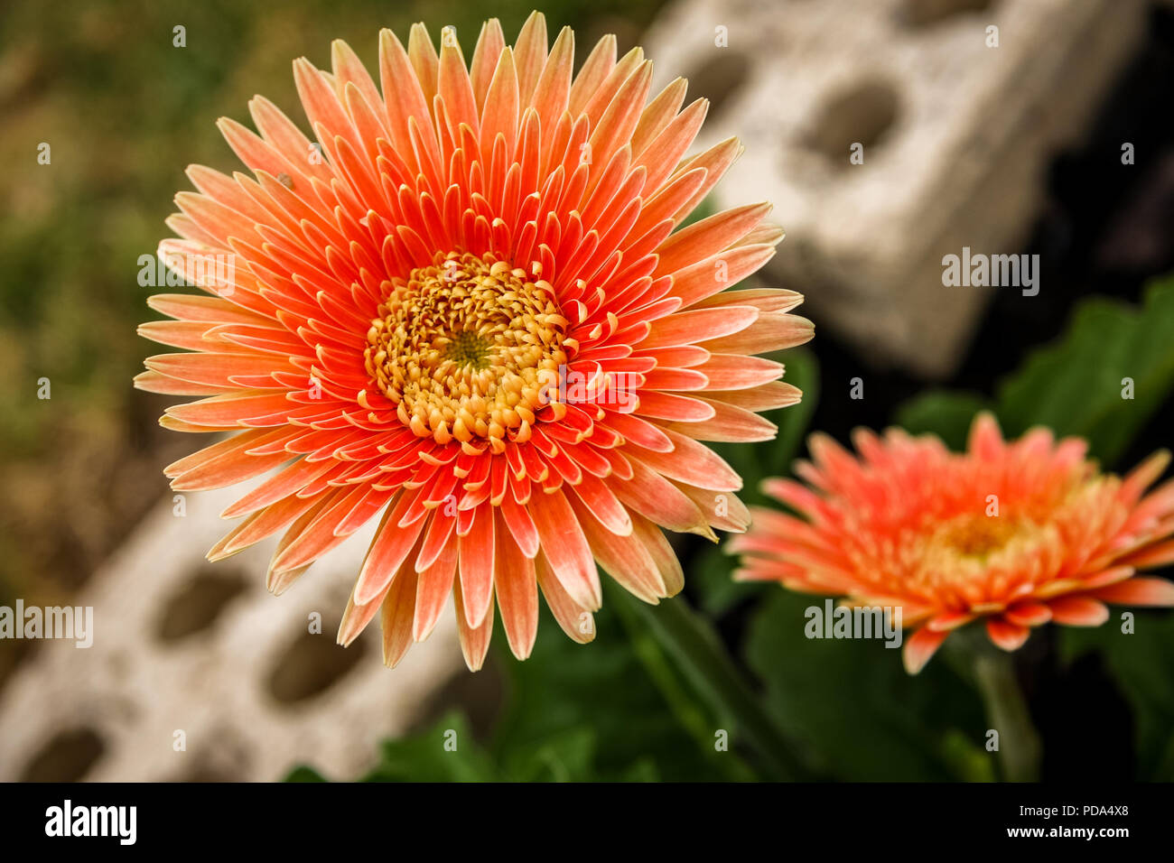 Peach coloured Gerbera flowers in brick garden bed Stock Photo - Alamy