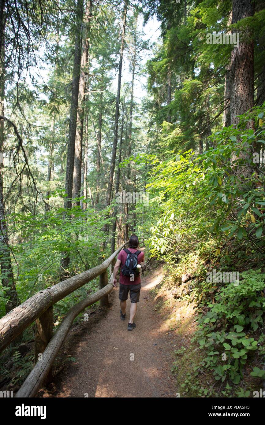 A man hiking alone, from behind, at Willamette National Forest in ...