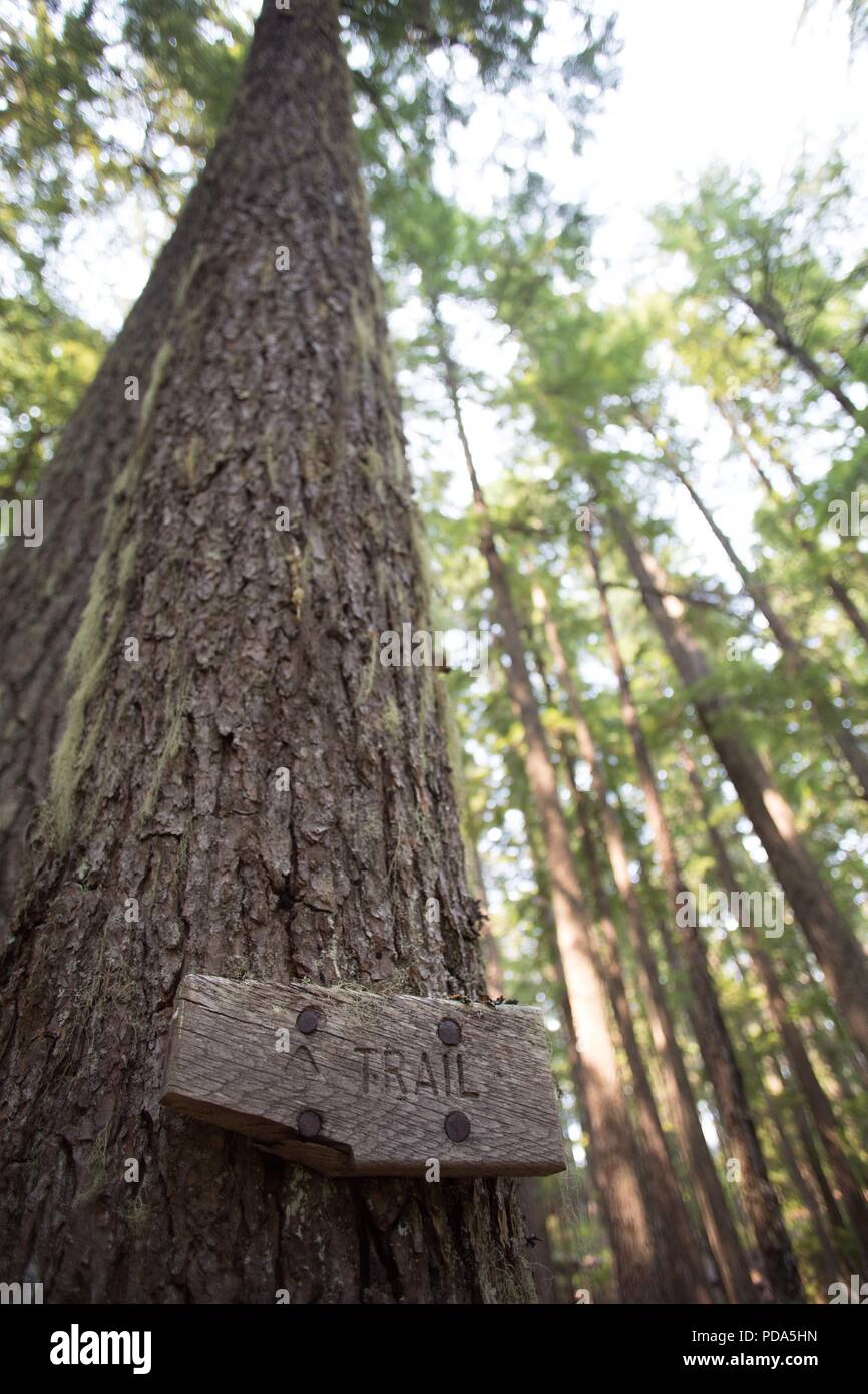 A wooden sign that reads "trail", nailed to a tree at Willamette ...