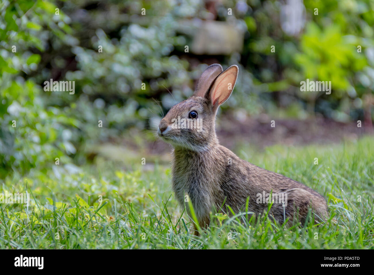 Small young Eastern Cottontail rabbit, Sylvilagus Floridanus, enjoys a snack in beautiful garden ...