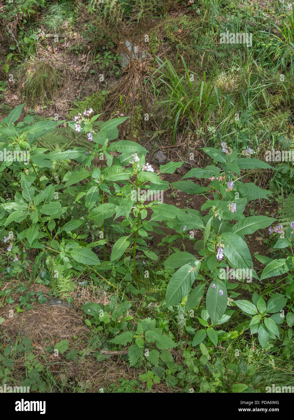 Invasive plants uk hi-res stock photography and images - Alamy