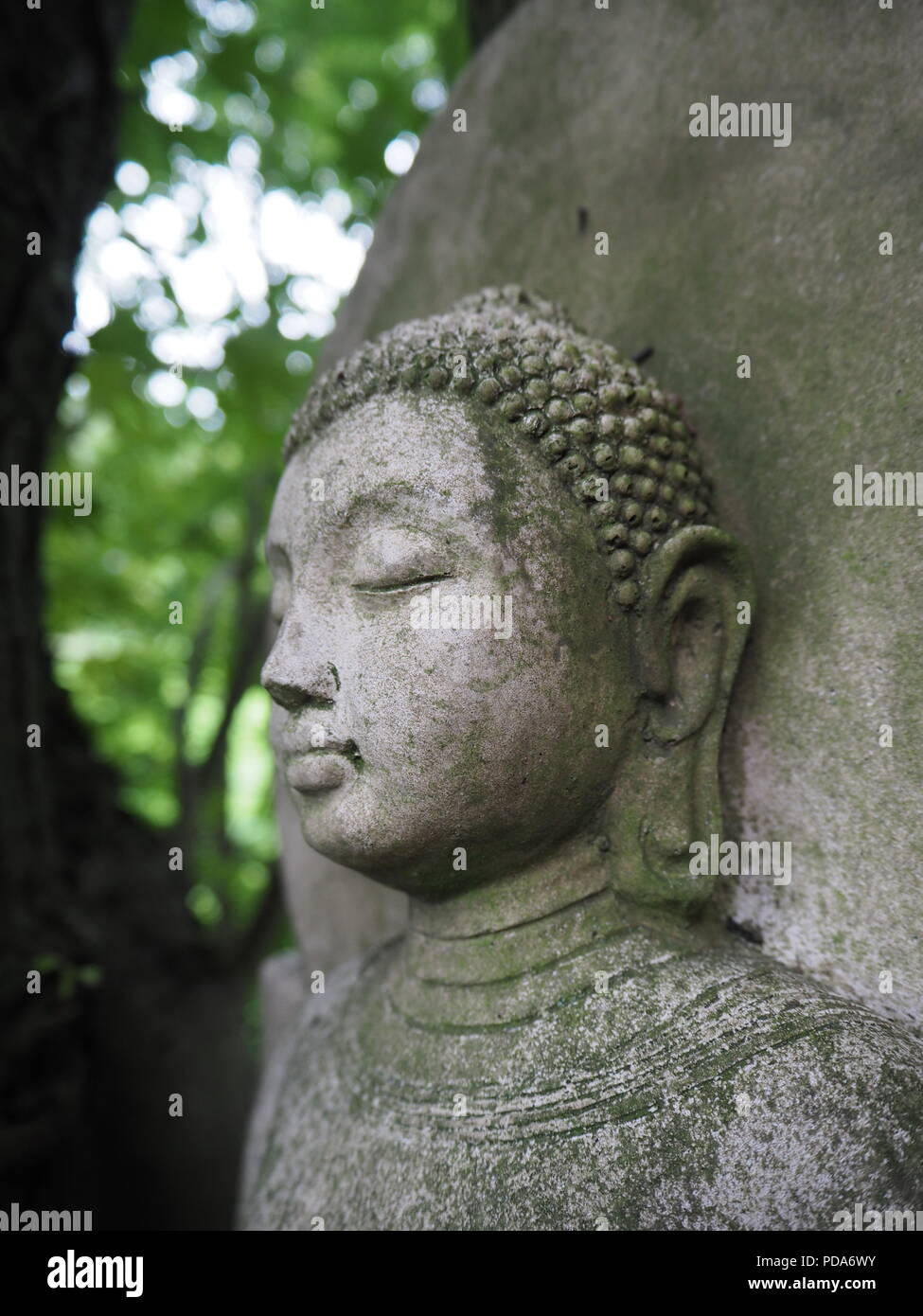 Buddha Statue in a tree Stock Photo - Alamy