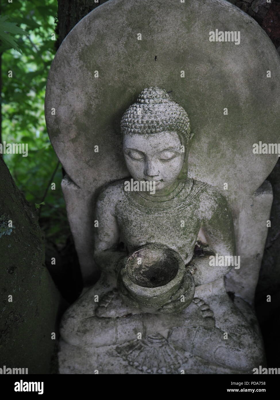Buddha Statue in a tree Stock Photo - Alamy