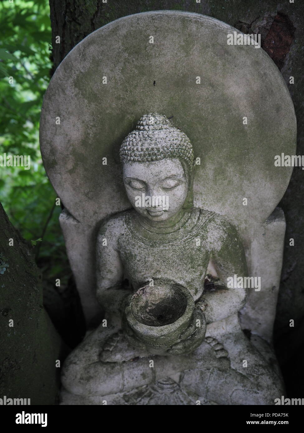 Buddha Statue in a tree Stock Photo - Alamy