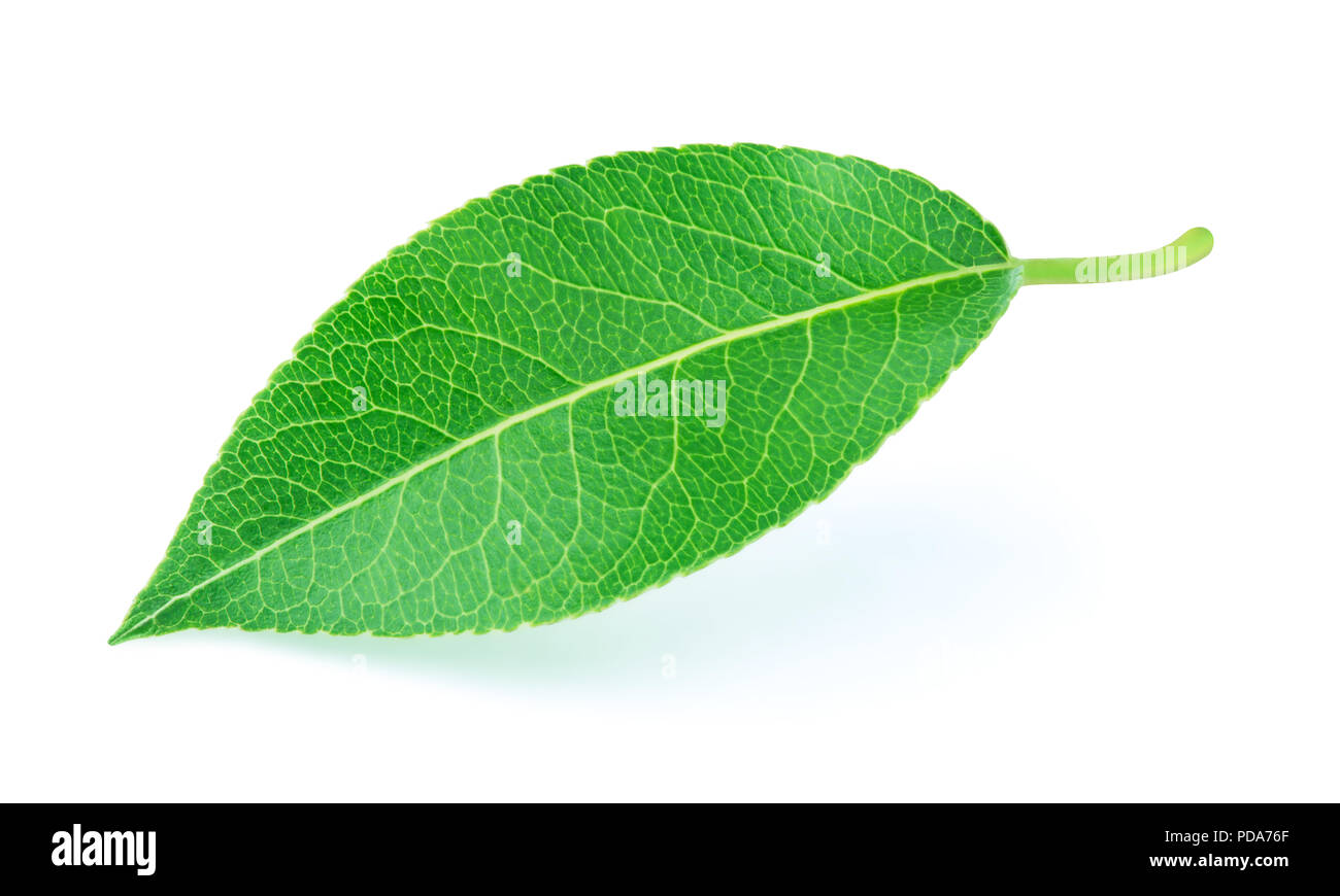 Pears leaves hi-res stock photography and images - Alamy