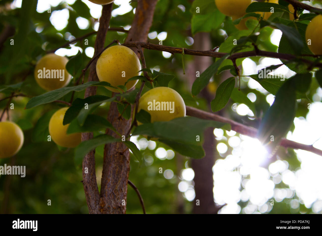 Plum-tree branch with plum .this is Plum garden and the fruit trees ...