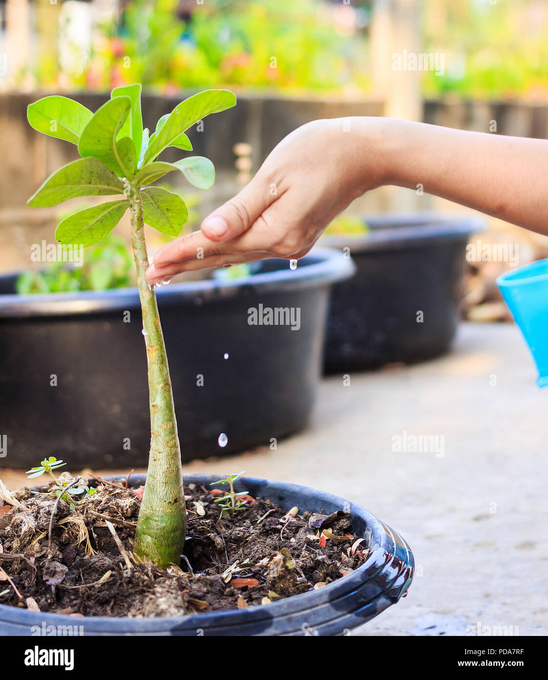 Agriculture, Male hand watering young tree in jardiniere Stock Photo ...