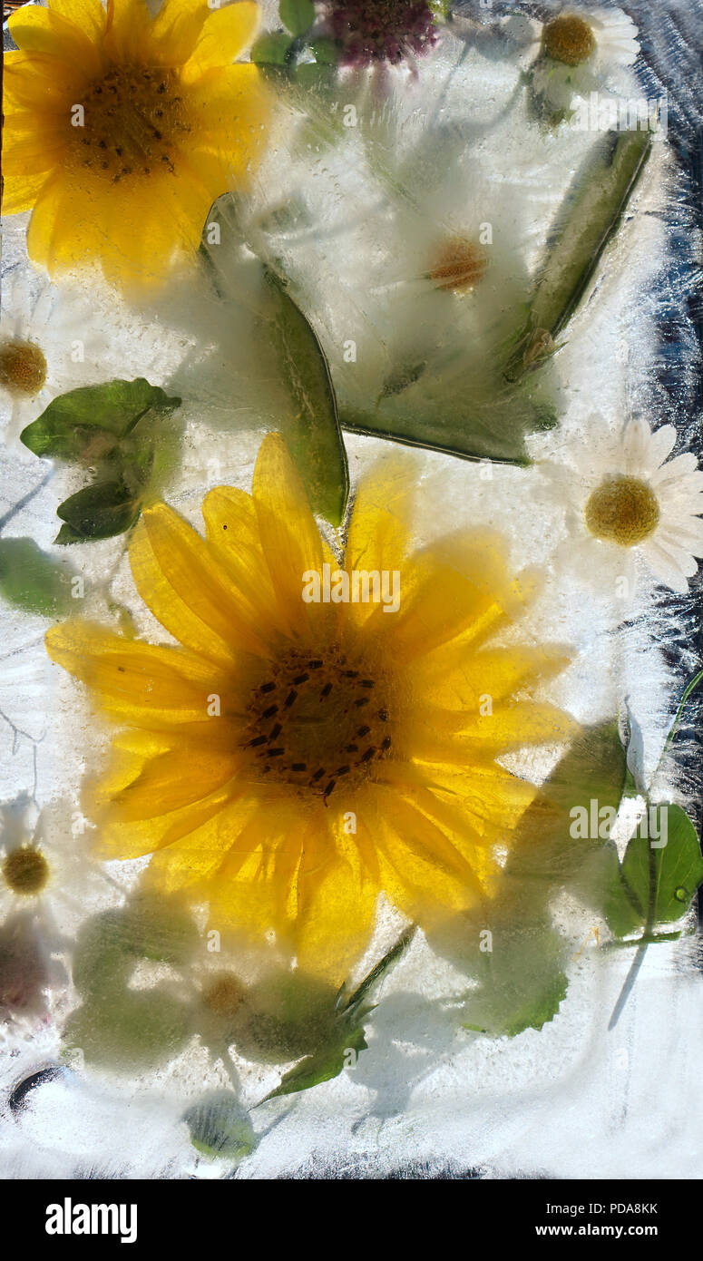 Frozen fresh beautiful flower of sunflowerand air bubbles in the ice ...