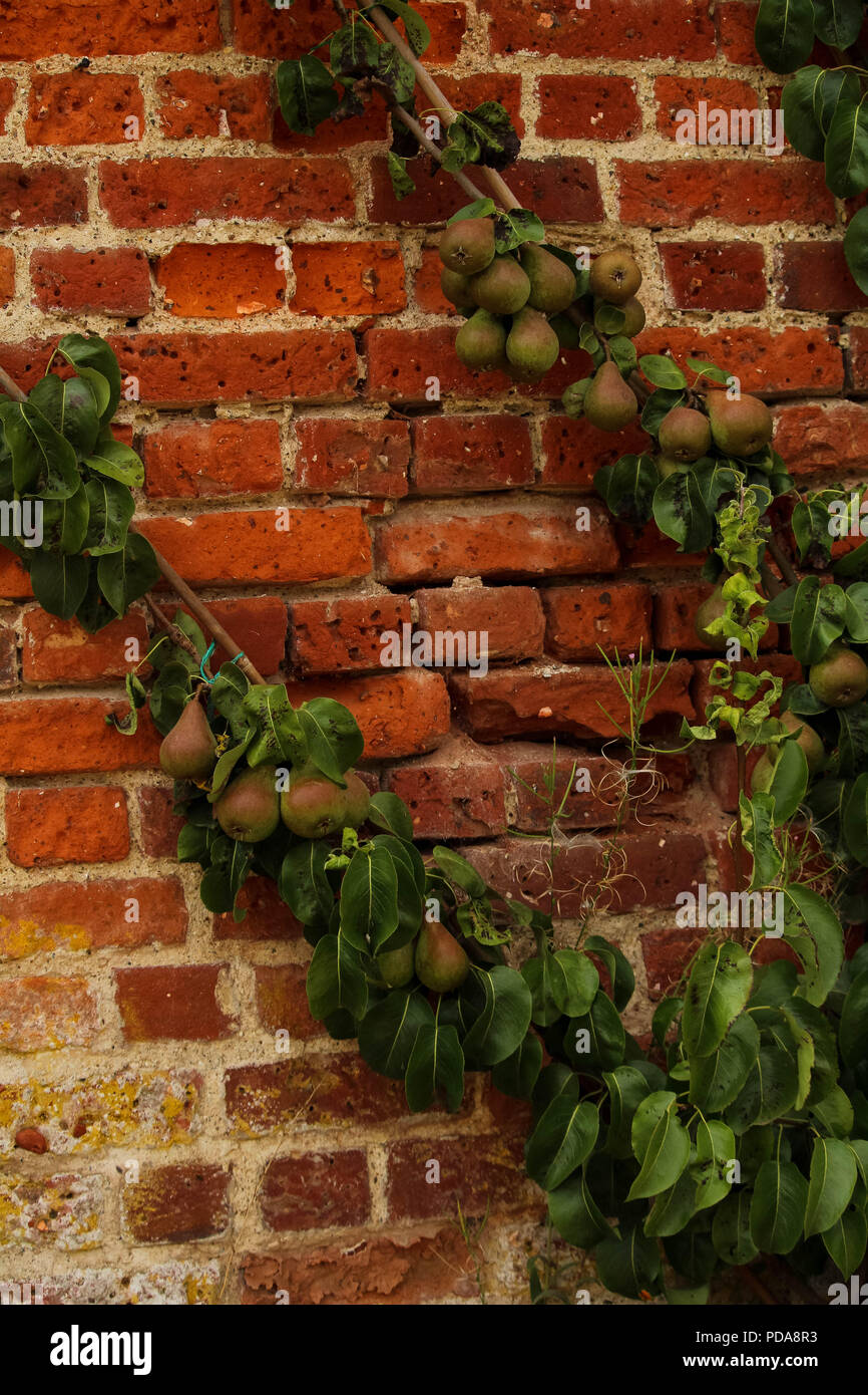 Pear tree growing on an old garden wall, UK Stock Photo - Alamy