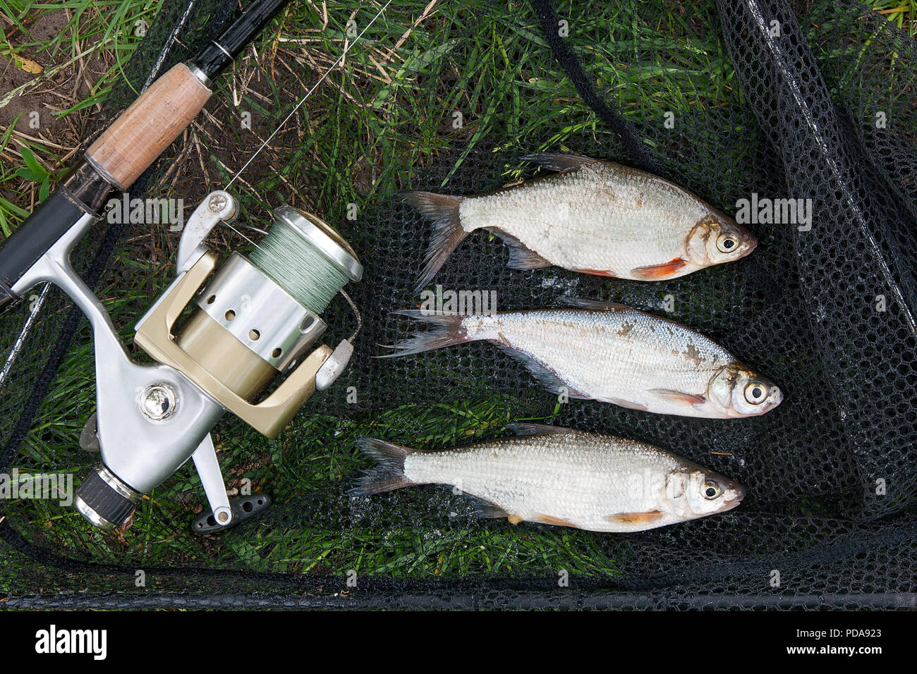 Just taken from the water freshwater fish white bream or silver fish ...