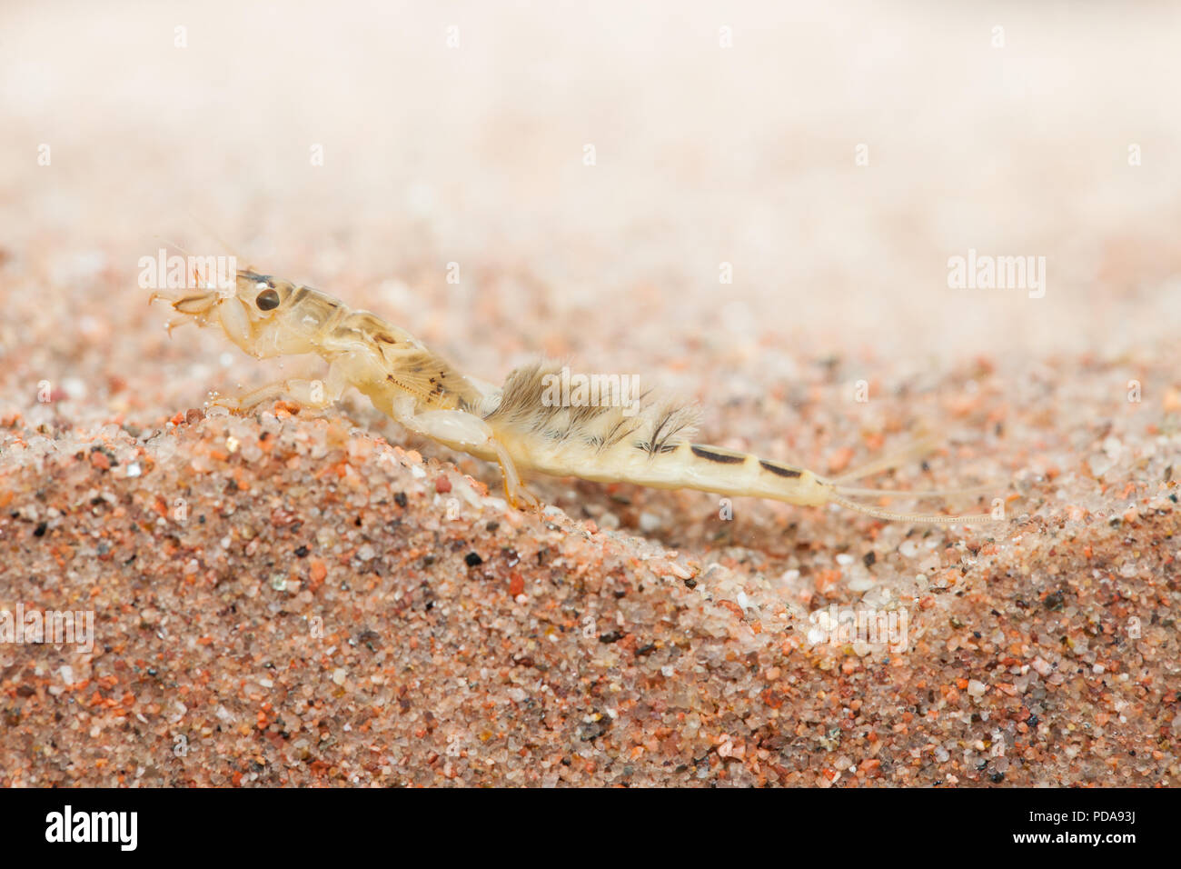 Mayfly larva hi-res stock photography and images - Alamy