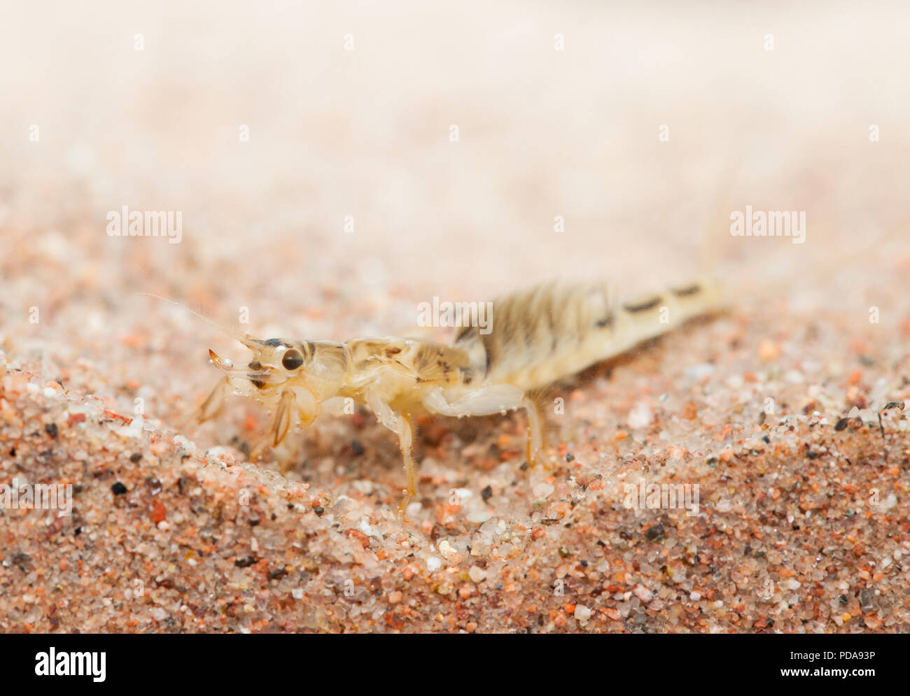 Burrowing mayfly larva Stock Photo - Alamy