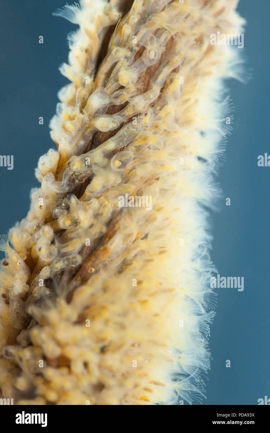 Freshwater moss animal Stock Photo - Alamy