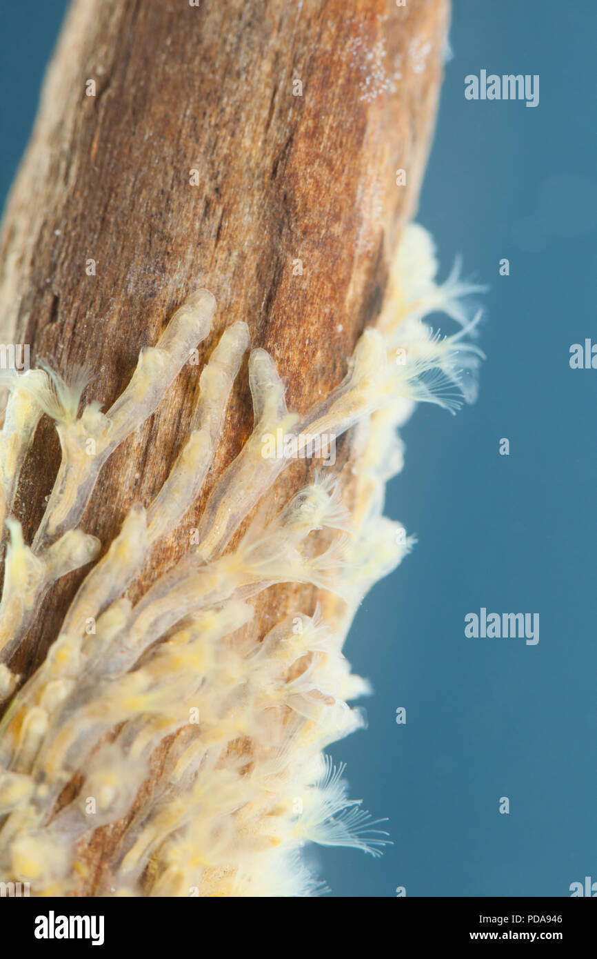 Freshwater moss animal Stock Photo - Alamy