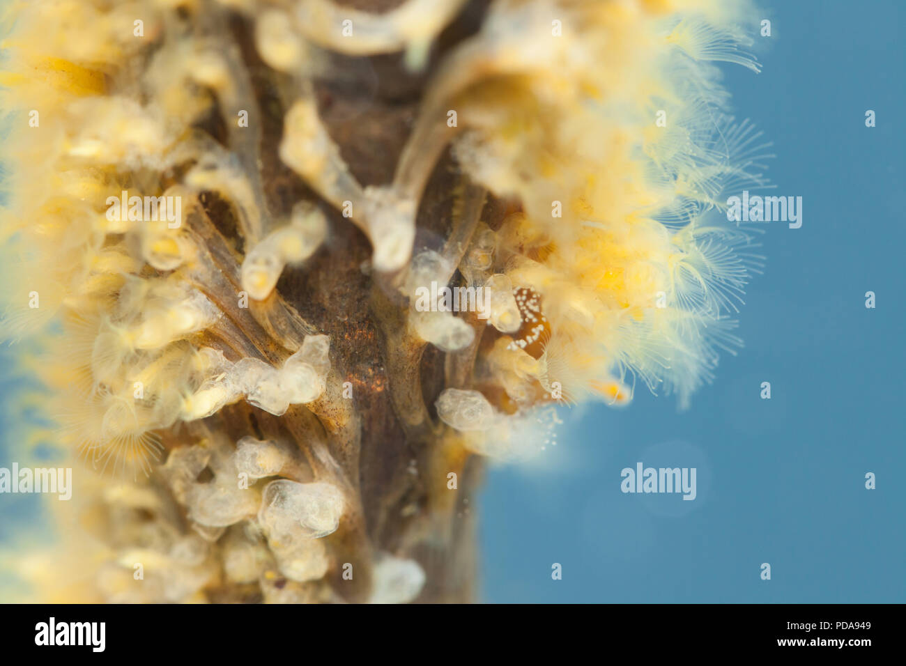 Colony of moss animal hi-res stock photography and images - Alamy