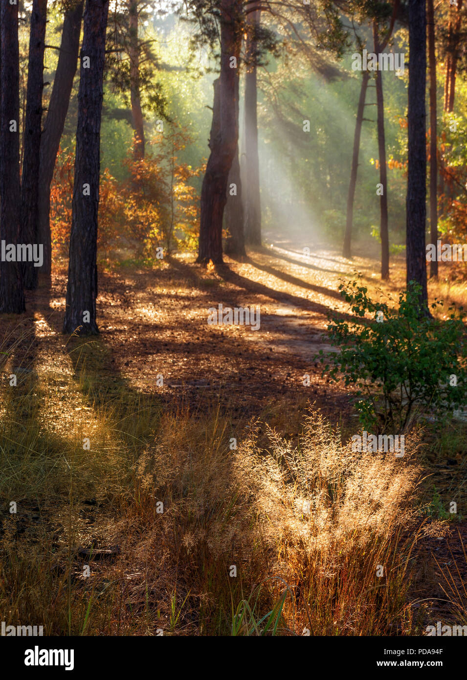 walk in the autumn forest. autumn colors. sunlight Stock Photo - Alamy