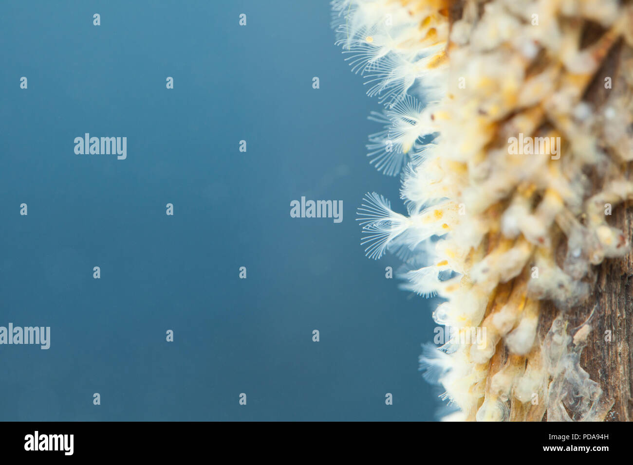 Plumatellidae hi-res stock photography and images - Alamy