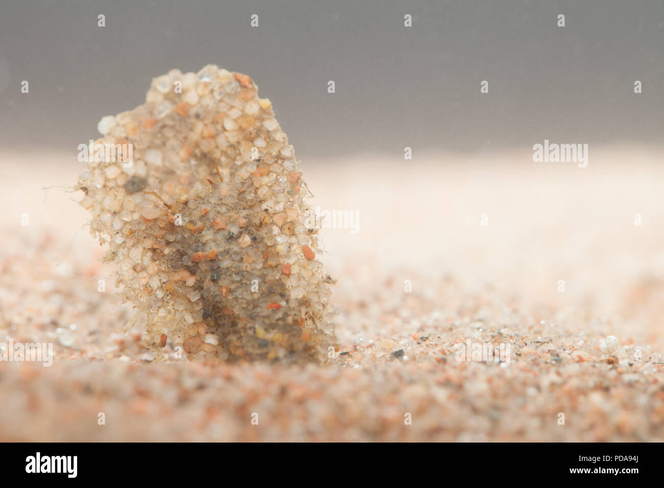 Molannidae hi-res stock photography and images - Alamy