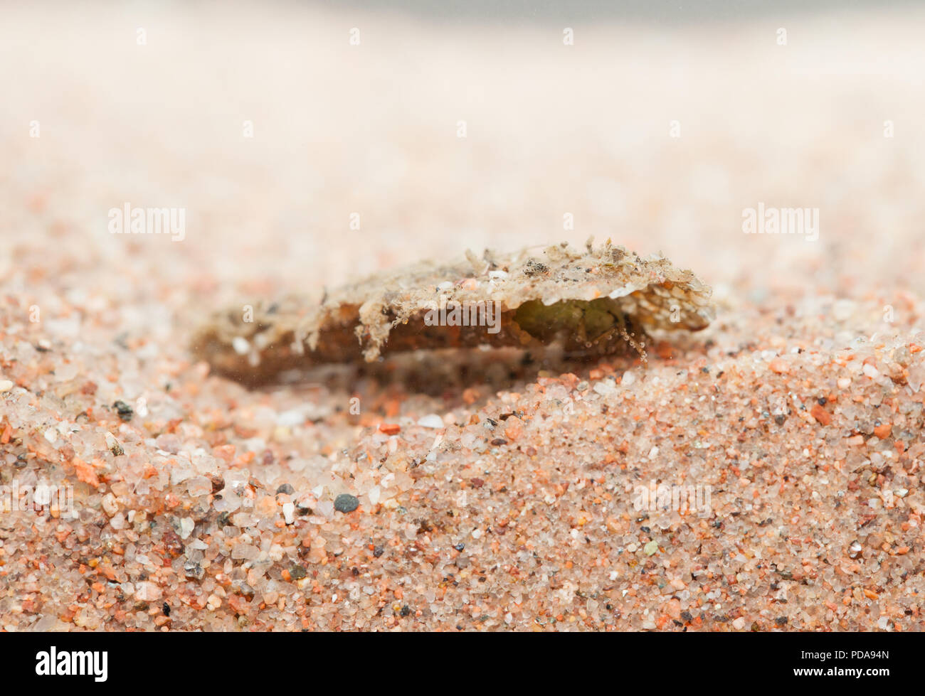 Hood casemaker larvae (Molanna Stock Photo - Alamy