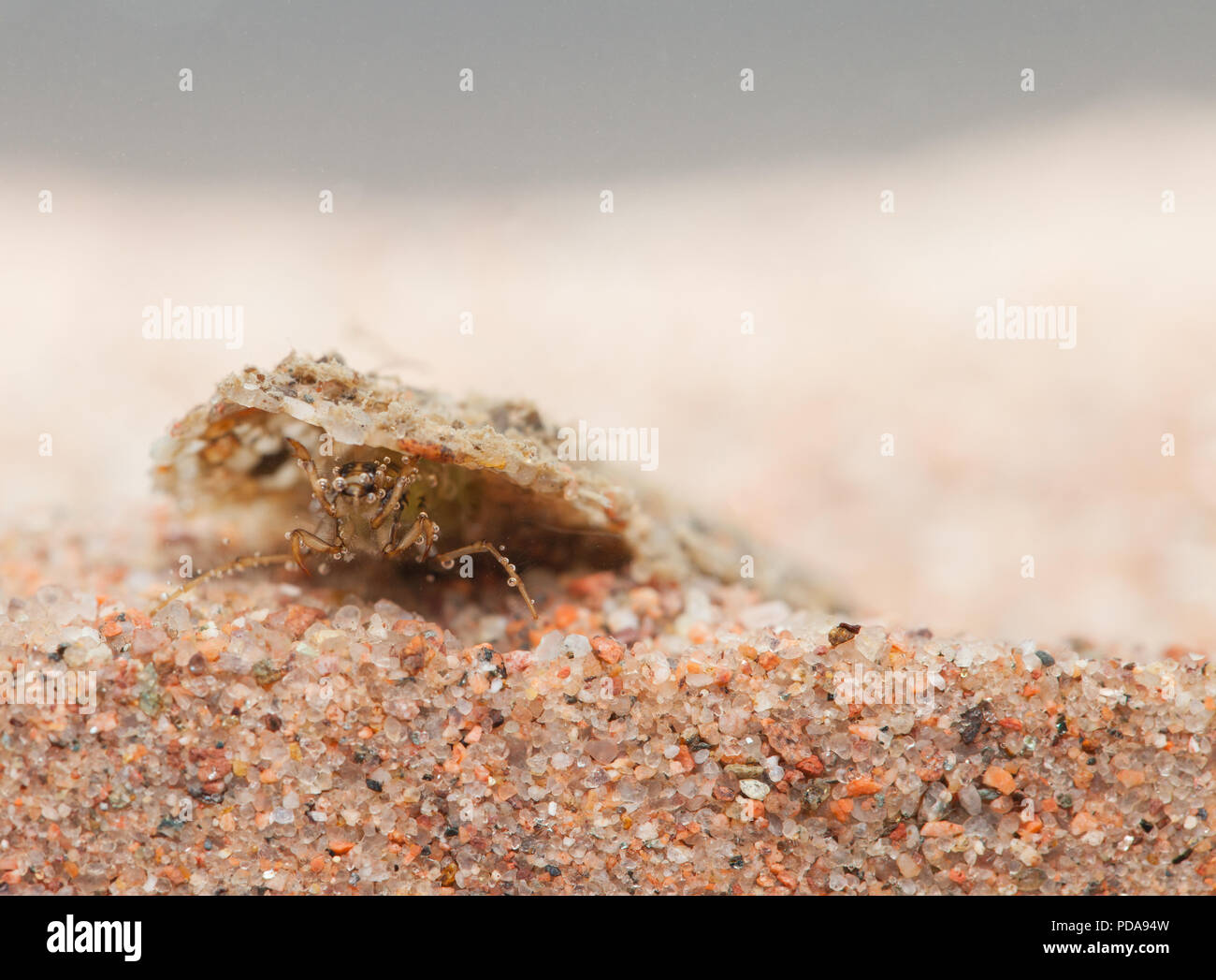 Casemaker caddisfly hi-res stock photography and images - Alamy